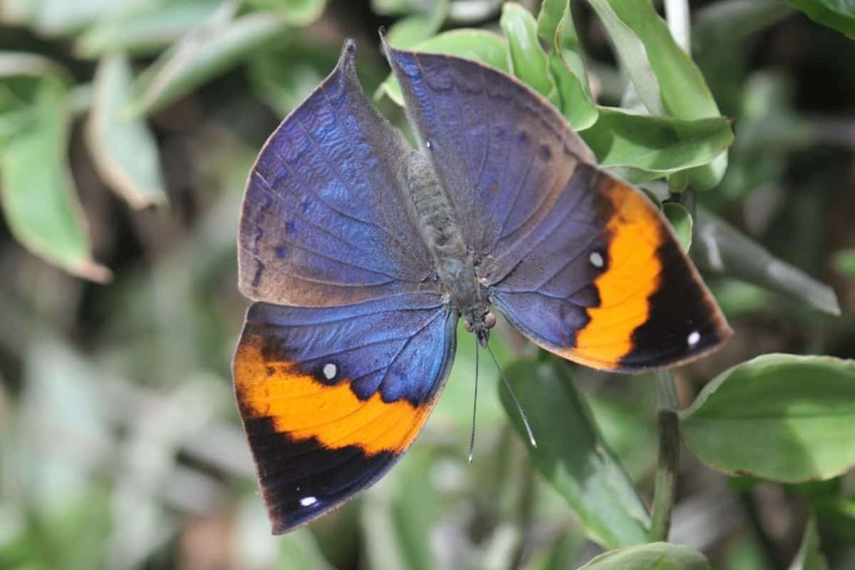 Best Things to Do in Anglesey on a Rainy Day (17 Activities!)